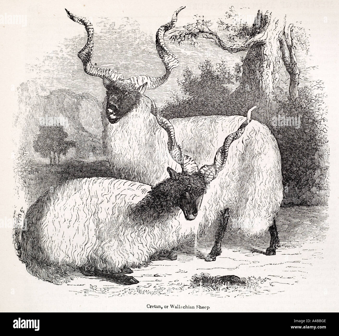 Wallachian sheep hi-res stock photography and images - Alamy