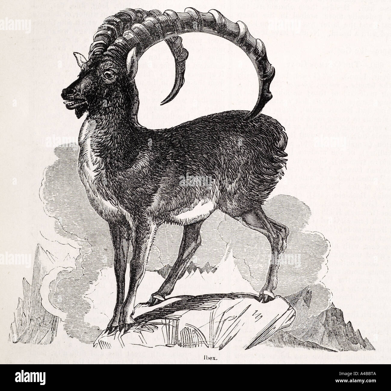 ibex Capra alpine mountain cud chewing Mammal wool herbivore ruminant ...