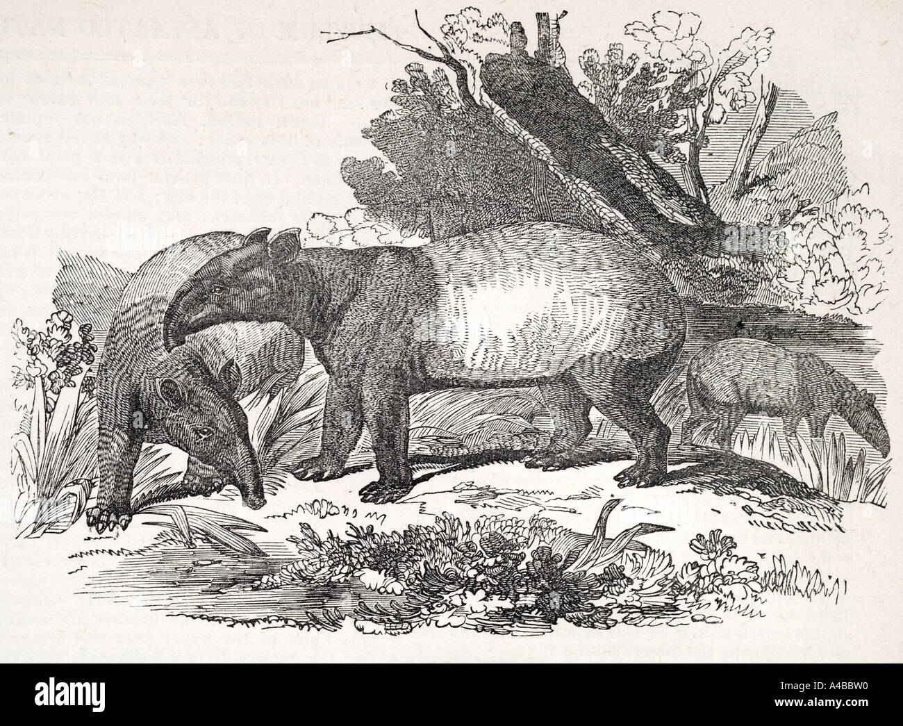 indian or malay tapir Mammal herbivore Nature natural world zoology ...