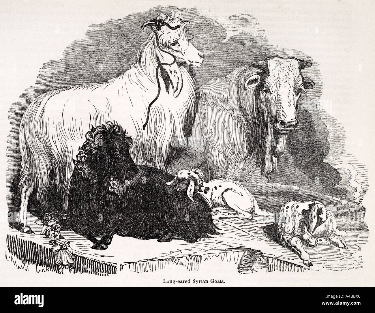 syrian goat Mammal wool herbivore yarn fibre Nature natural graze horn ...