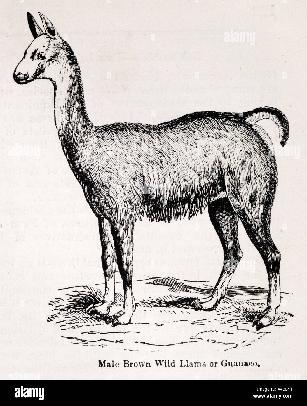 brown llama guanaco cud chewing Mammal wool herbivore south America ...