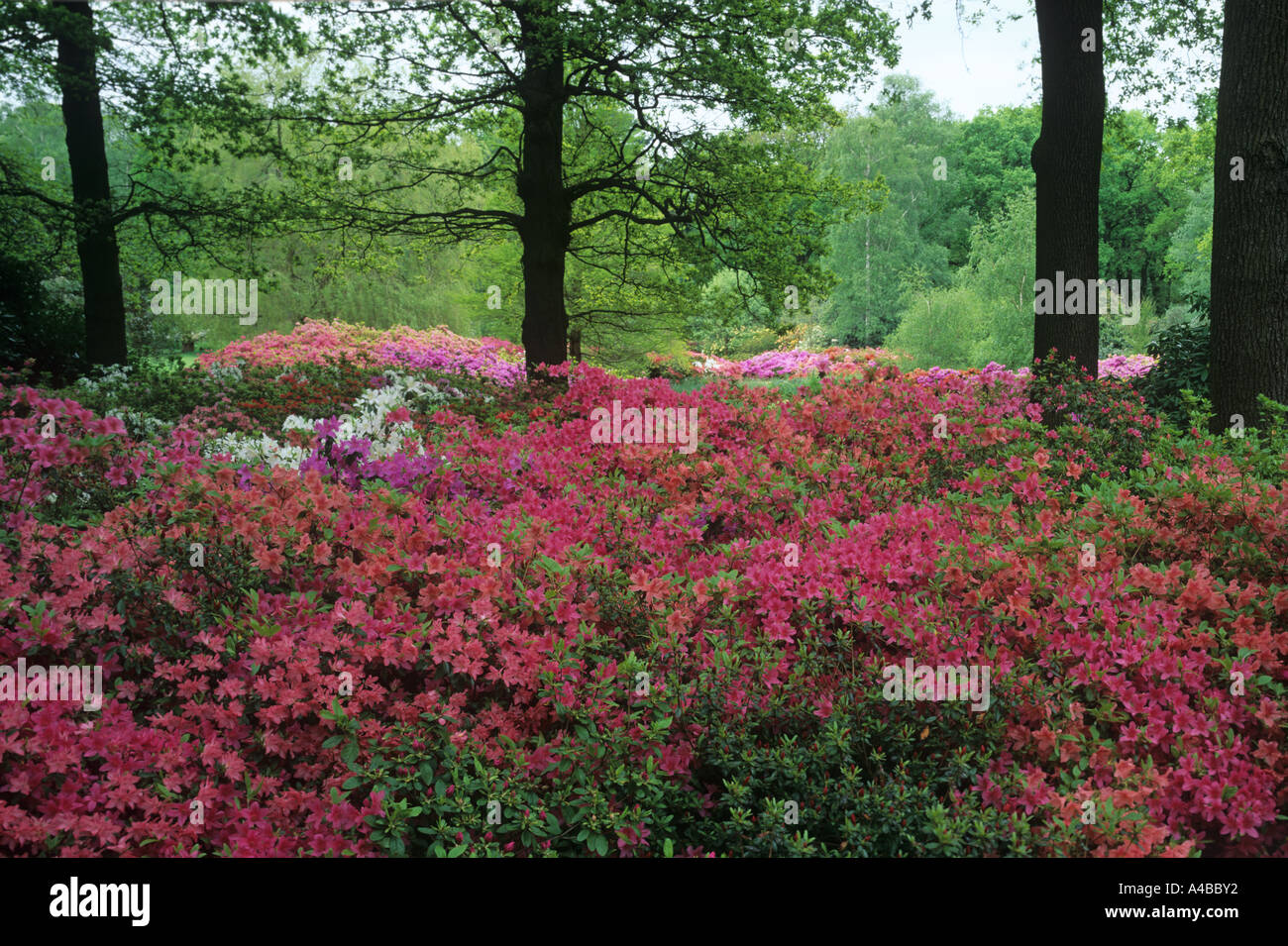 Azaleas Isabella Plantation Richmond Park West London Stock Photo - Alamy