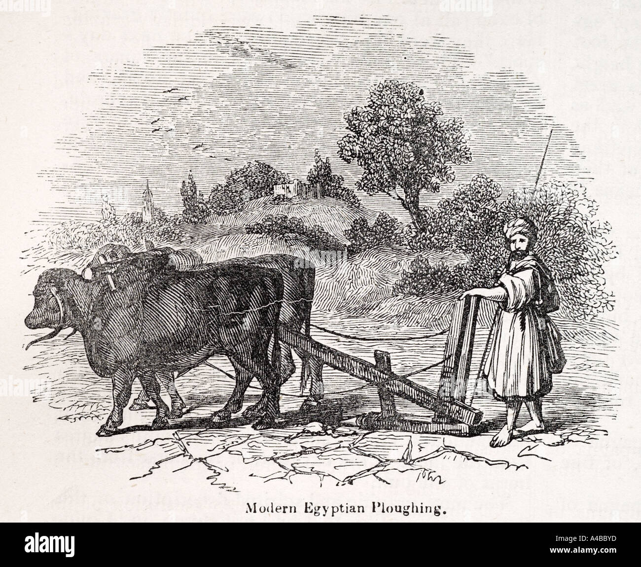egyptian plough Farm farming ox bull zebu season agriculture fertile ...