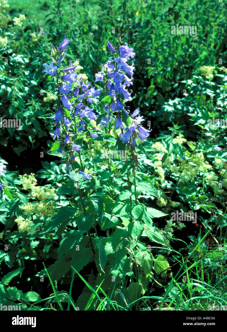 Great Northern Bellflower Stock Photo - Alamy