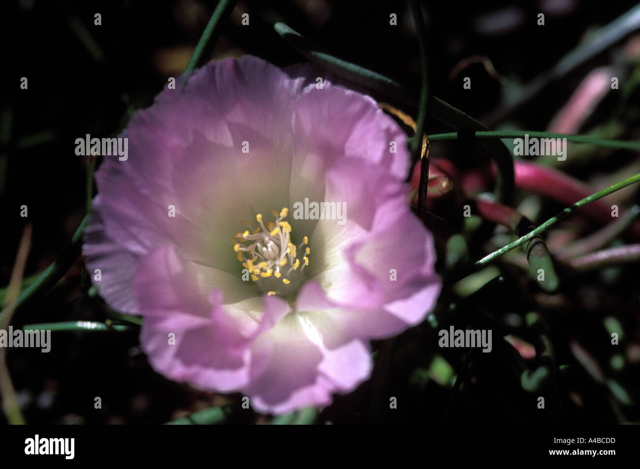 Bitterroot Lewisia rediviva Stock Photo - Alamy