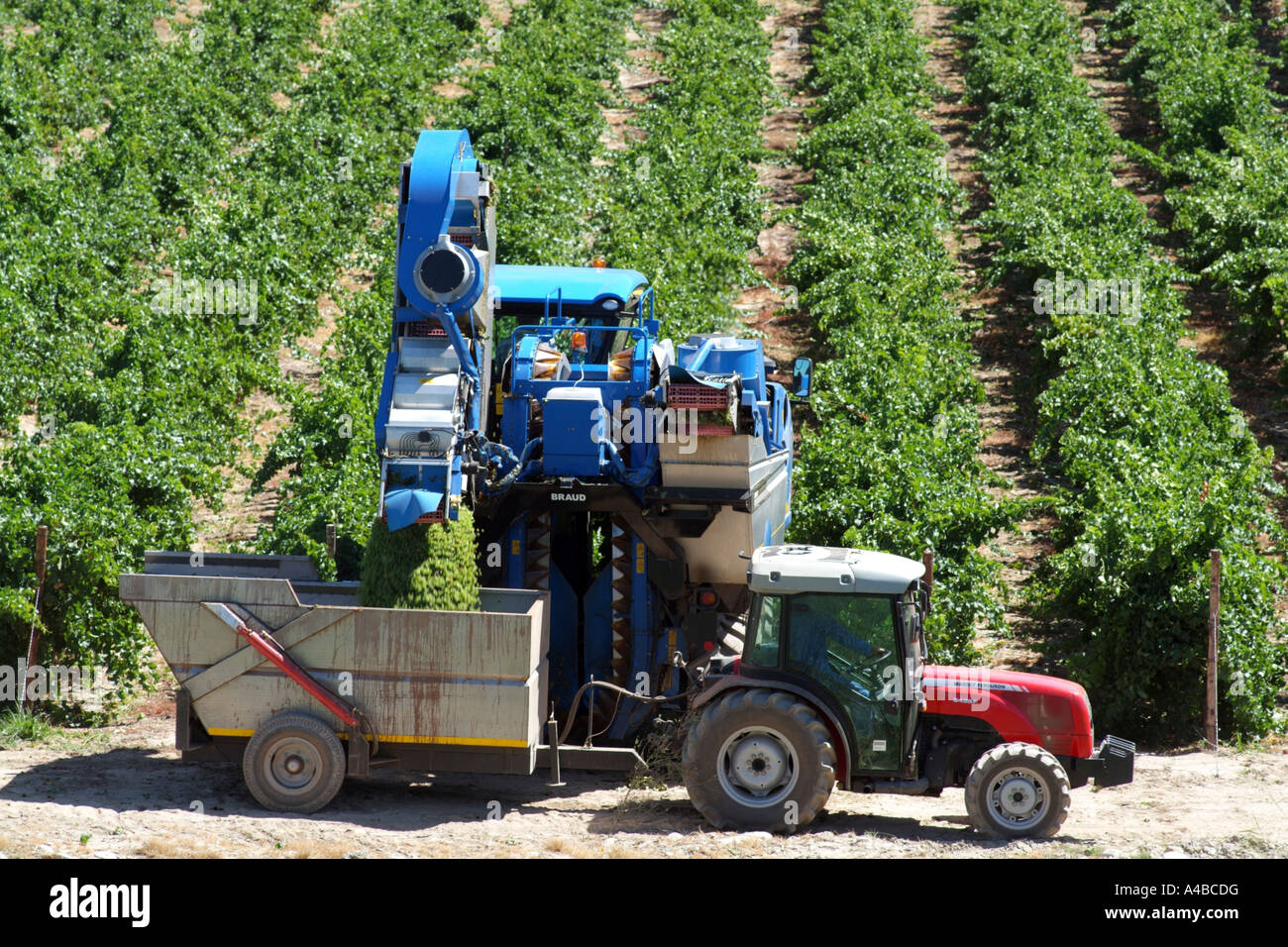 Grape harvester machine in vineyard at Ashton in the Robertson Wine ...