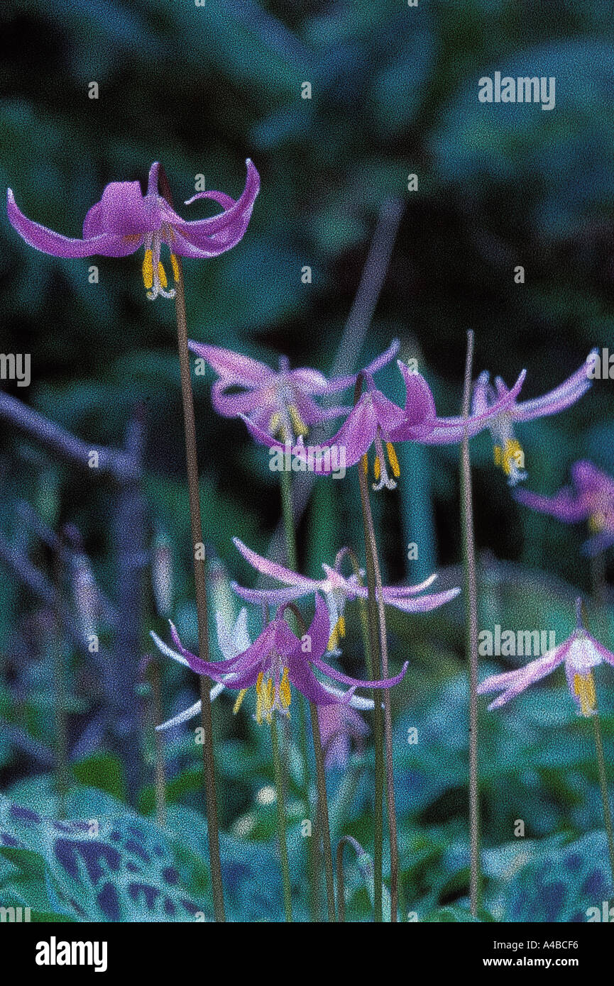 Flower of saint helena hi-res stock photography and images - Alamy