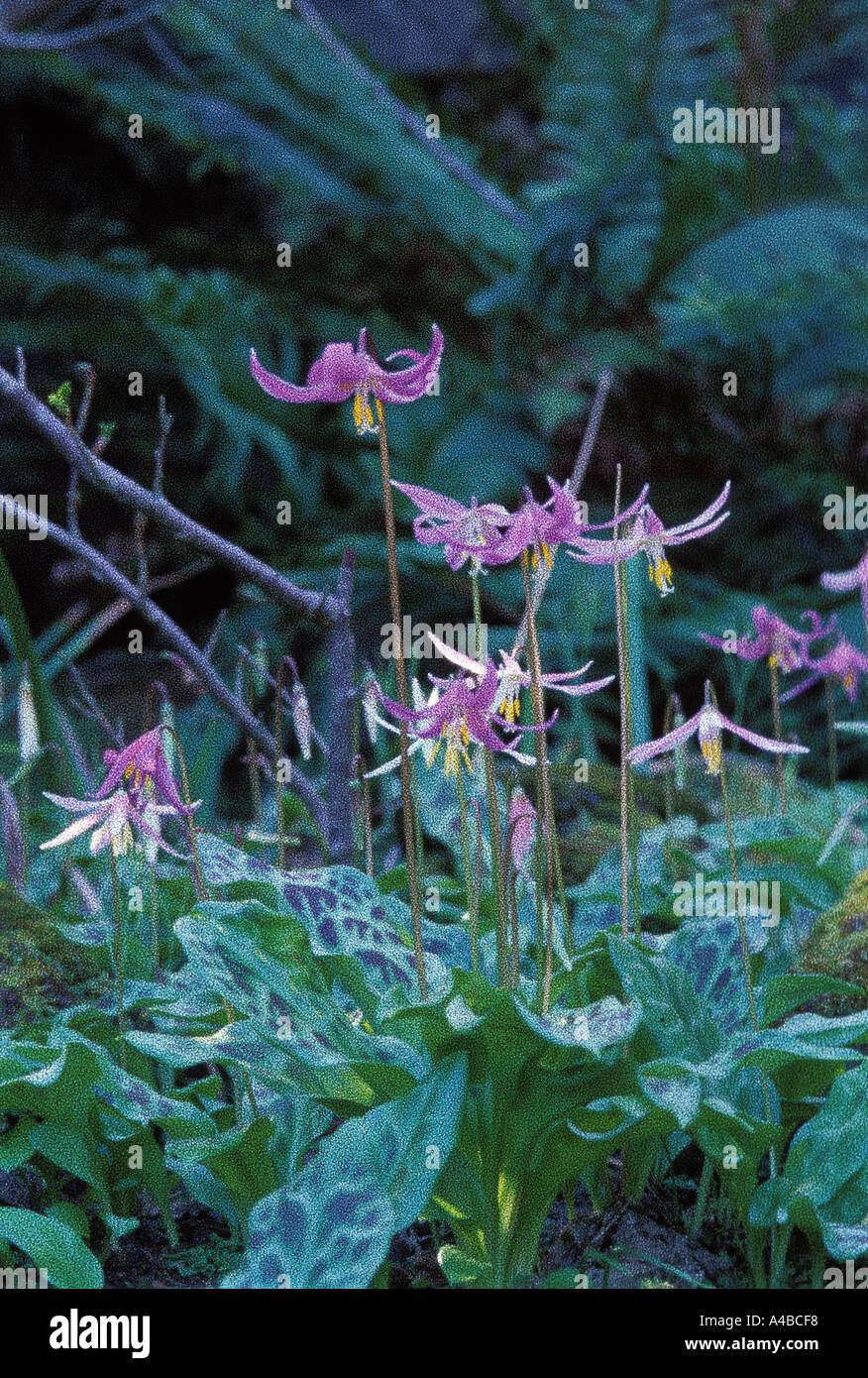 Saint Helena Fawn lily Stock Photo - Alamy