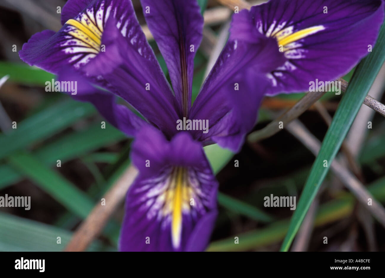 Color del iris hi-res stock photography and images - Alamy