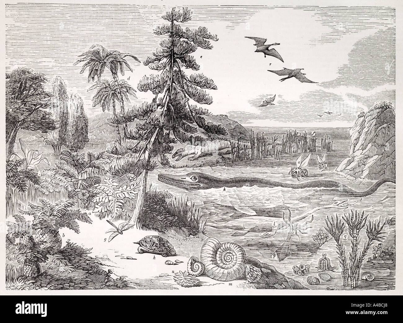 organic remains restored nature natural organic botany zoology ...