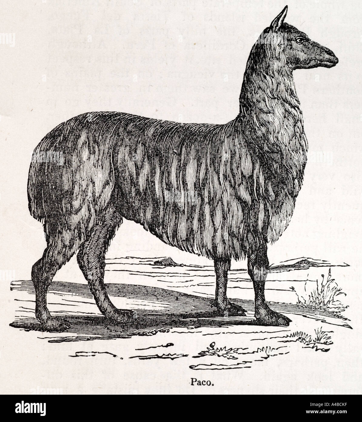 paco cud chewing llama Mammal wool herbivore south America alpaca ...