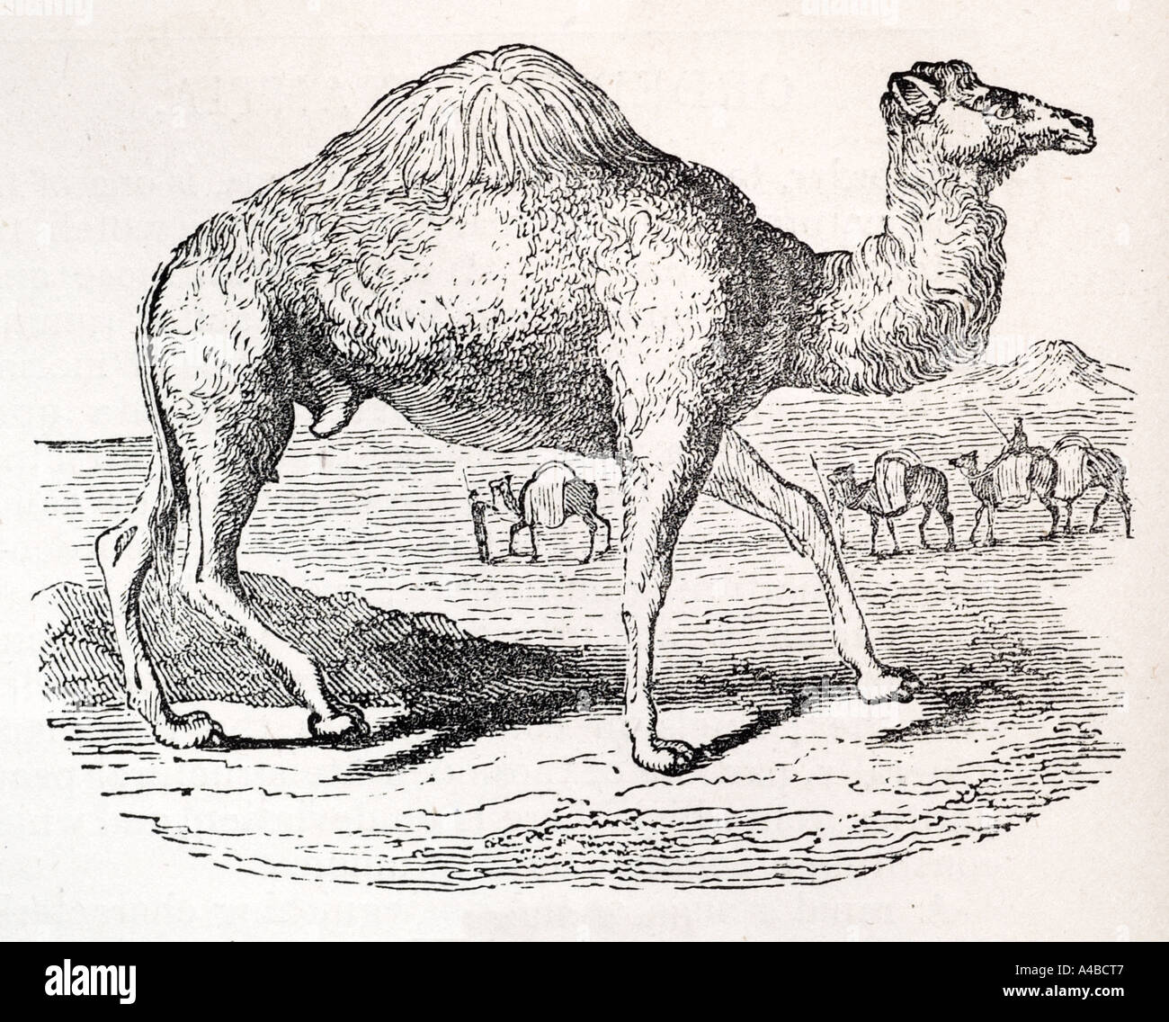 swift camel mammal dromedary desert arid transport domesticated tame ...