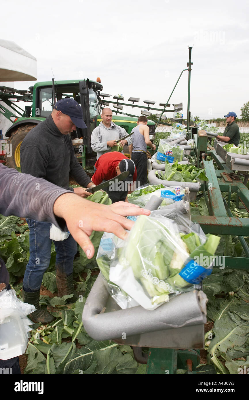 East European workers harvesting Cauliflowers by hand in Southern ...