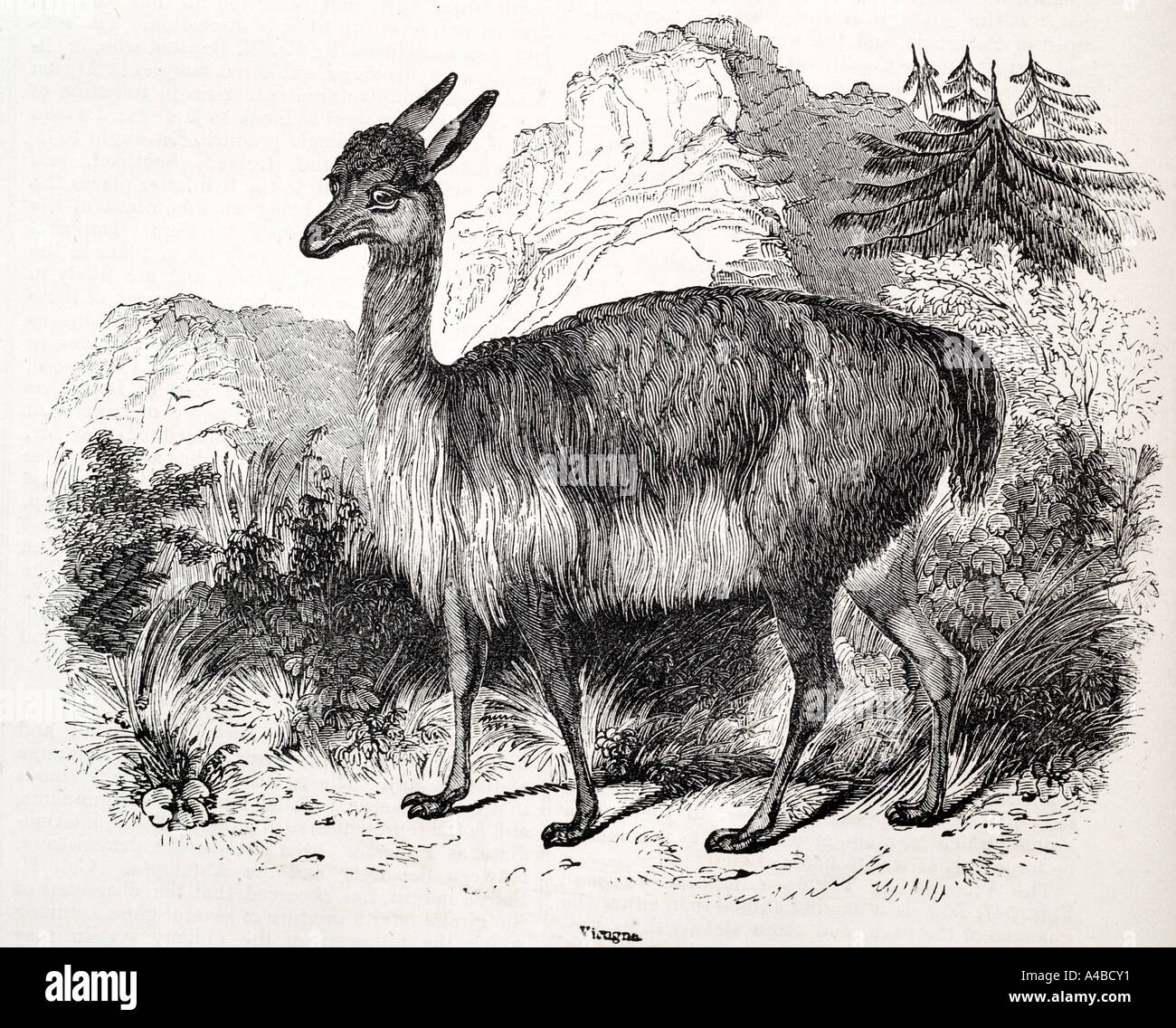 vicuna cud chewing llama Mammal wool herbivore south America alpaca ...