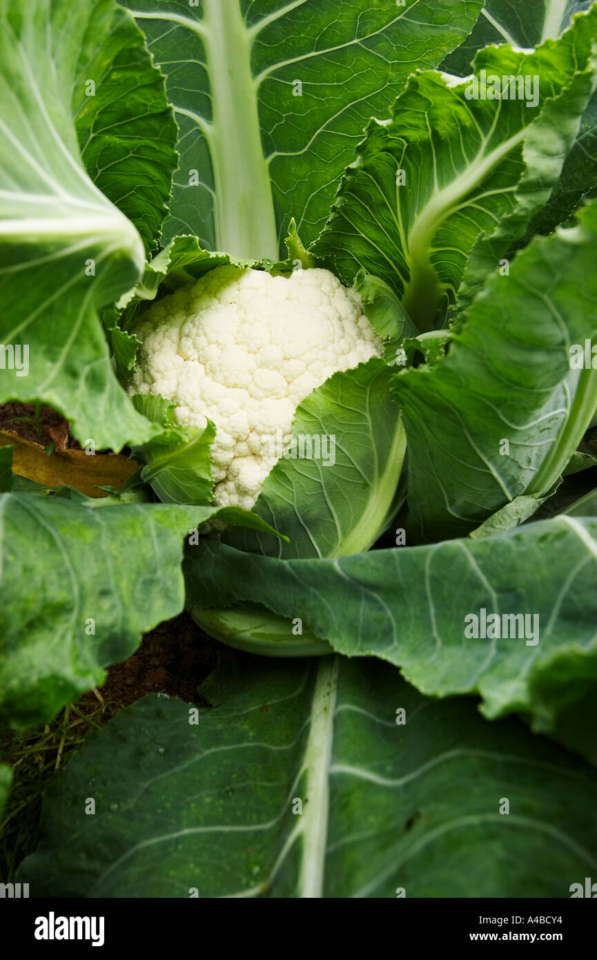 Cauliflower growing in a field in Southern England Stock Photo - Alamy