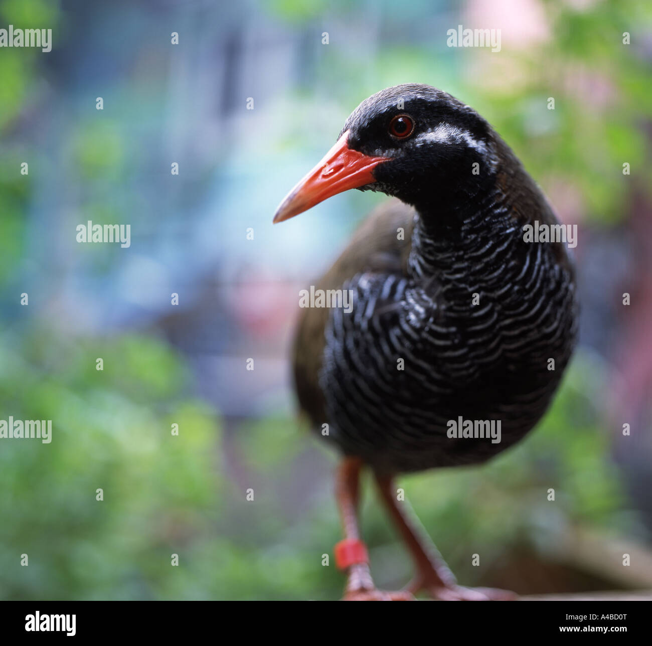 Okinawa rail hi-res stock photography and images - Alamy