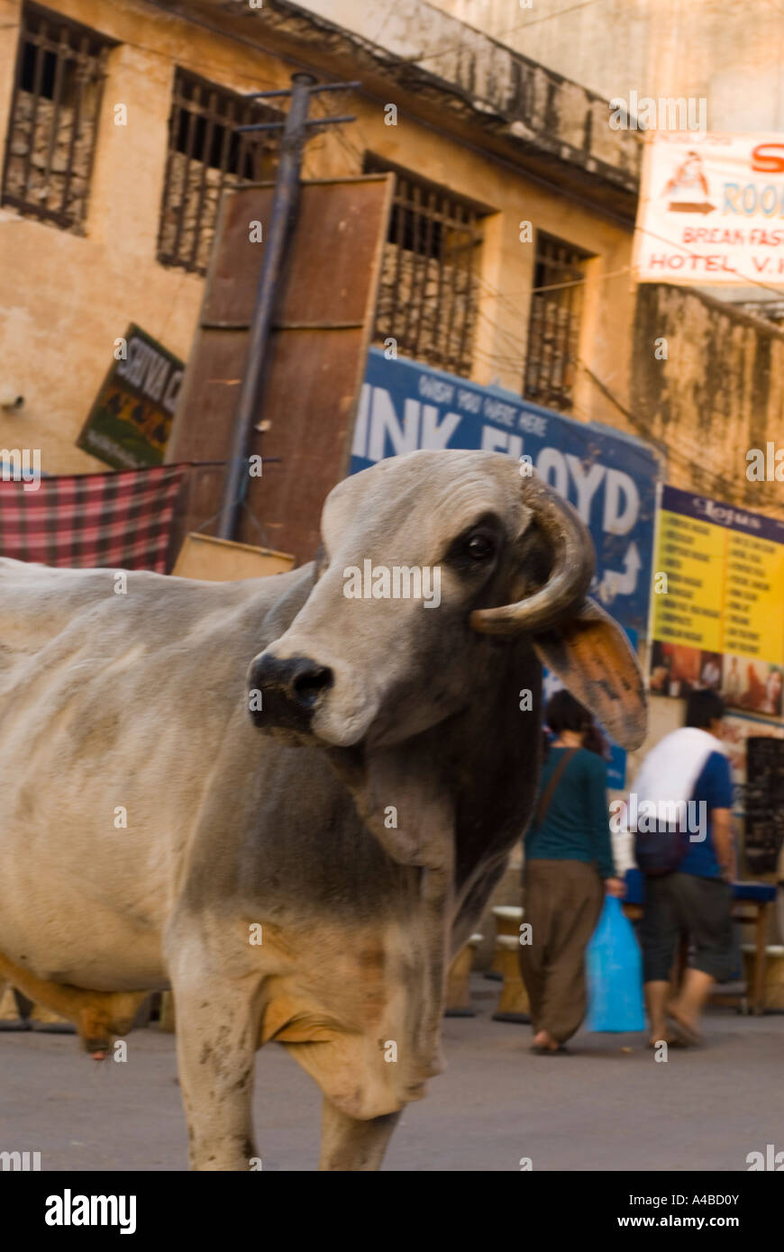 Stock image of holy cow in Pushkar Rajasthan India Stock Photo - Alamy