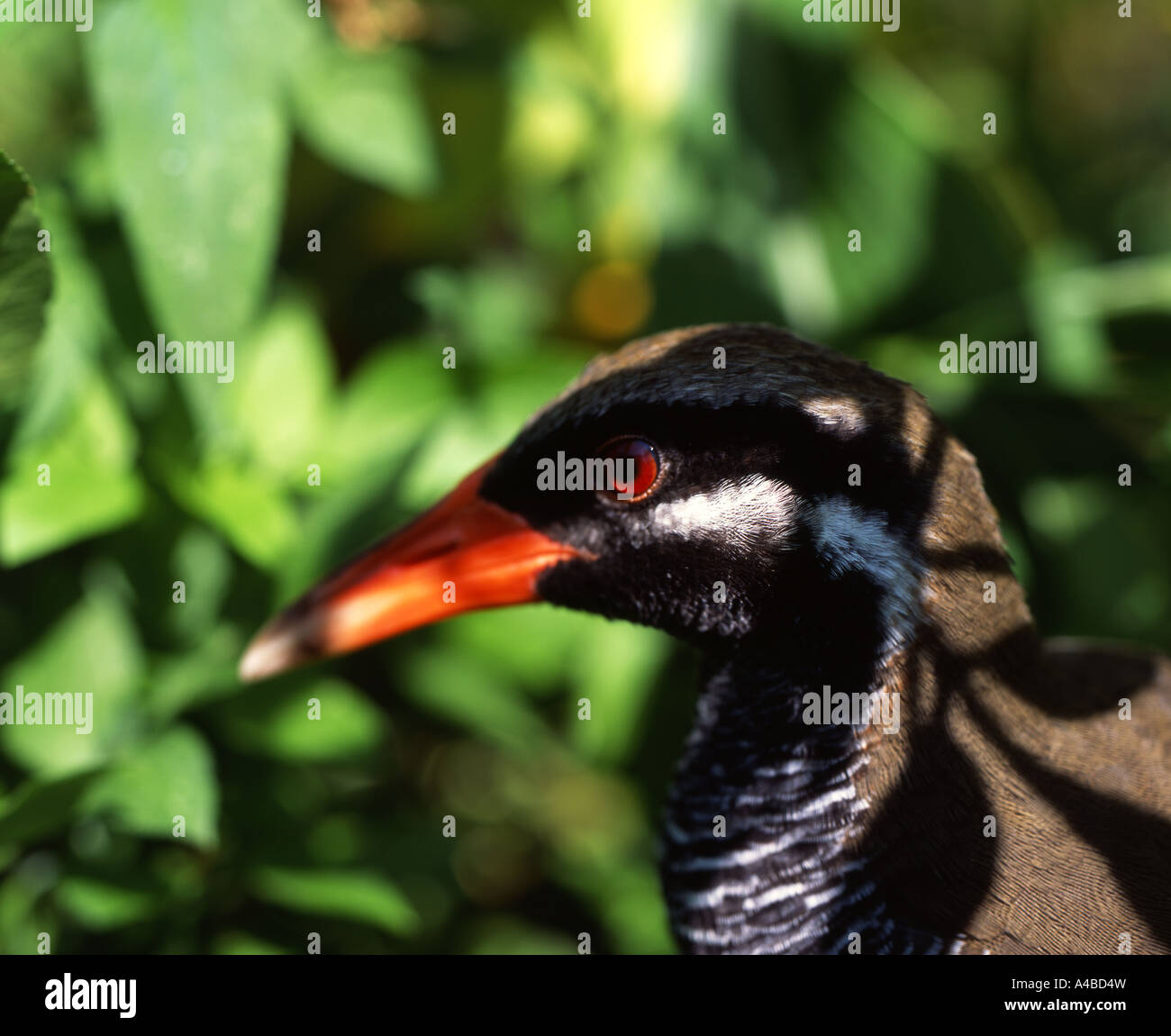 Okinawan Rail Yanbaru-Kuina Rallus okinawae an highly endangered species endemic to Okinawa ...