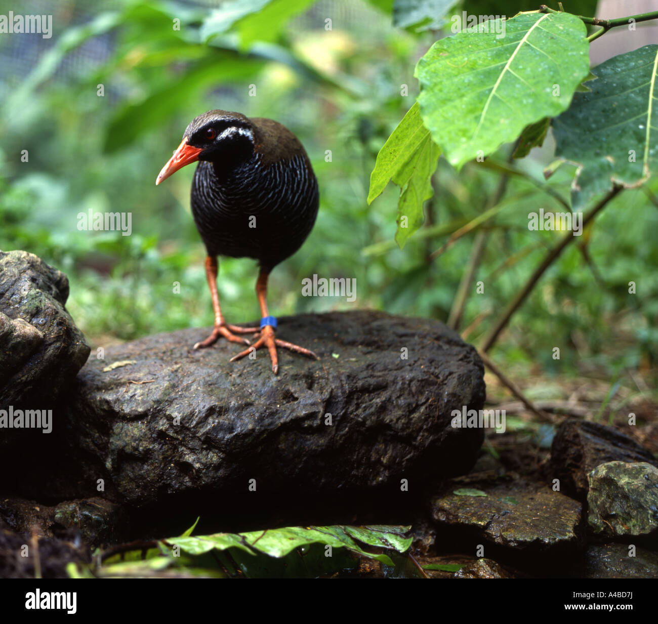 Okinawa rail hi-res stock photography and images - Alamy