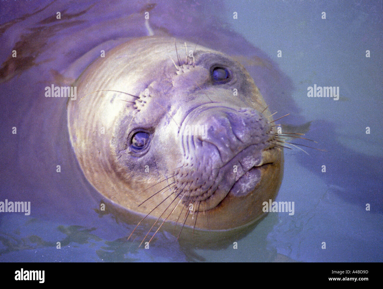 Harbor seal close up of face sticking out of water Stock Photo - Alamy