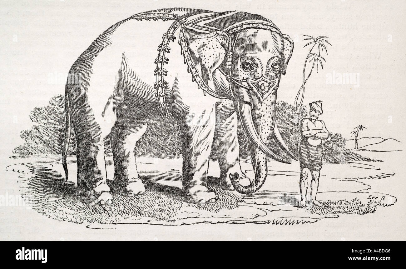 Elephant jungle book hi-res stock photography and images - Alamy