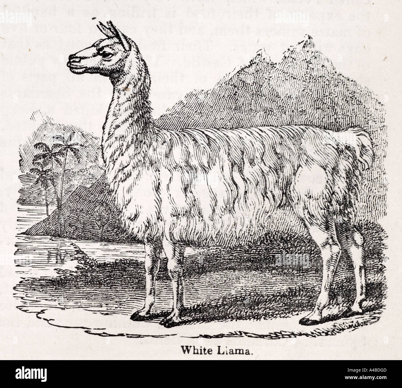 Two llama alpaca white hi-res stock photography and images - Alamy