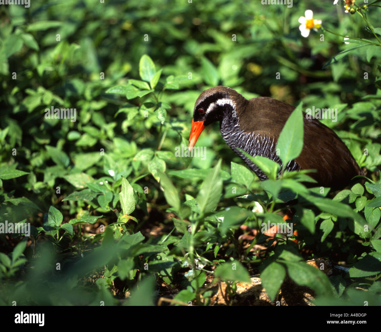 Okinawan Rail Yanbaru-Kuina Rallus okinawae an highly endangered ...