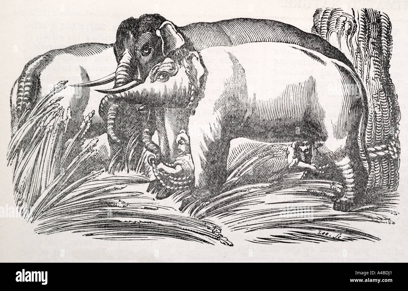 India elephant Indian mammal breed tusk ivory Nature natural world ...