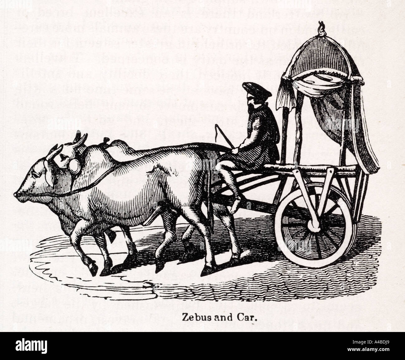 Cattle wagon hi-res stock photography and images - Alamy
