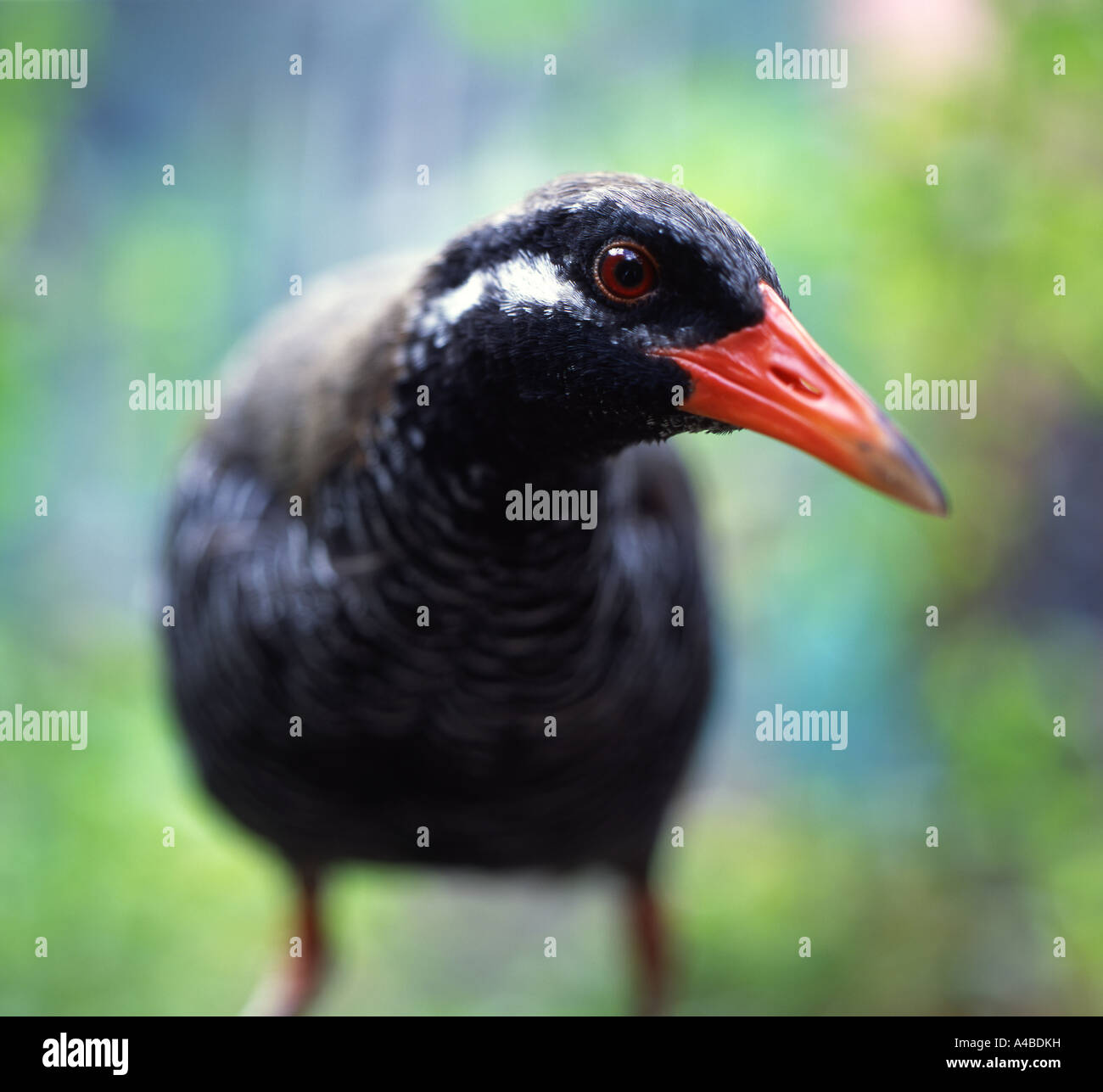 Yanbaru kuina hi-res stock photography and images - Alamy