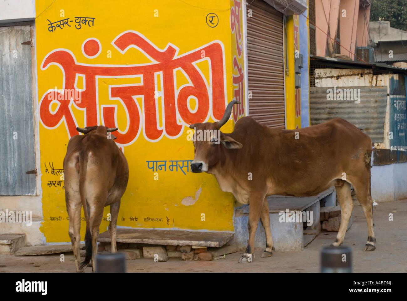 Stock image of holy cow in Pushkar Rajasthan India Stock Photo - Alamy