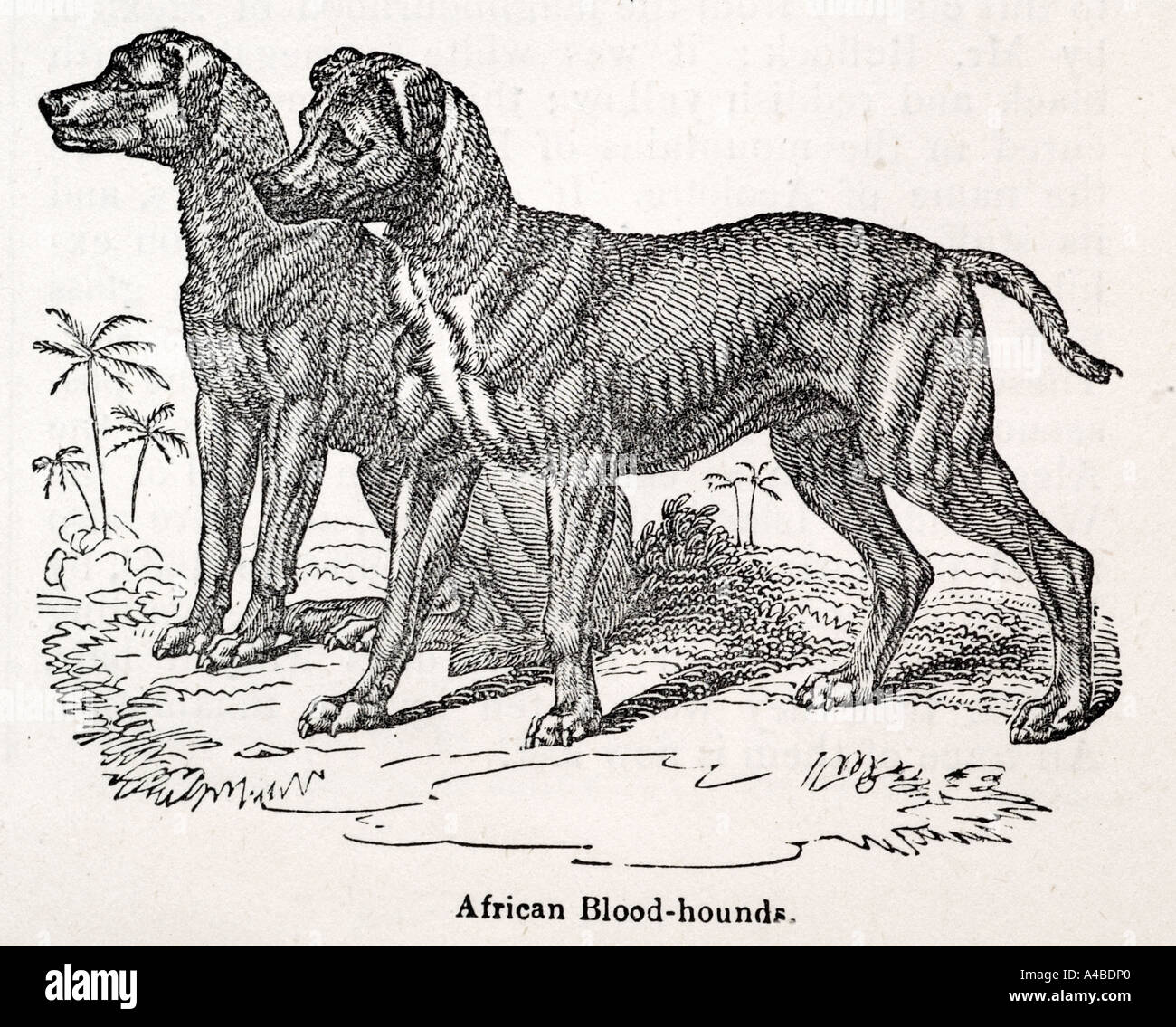 african blood Hound Dog Animal canine outdoor canis lupus fur strong ...