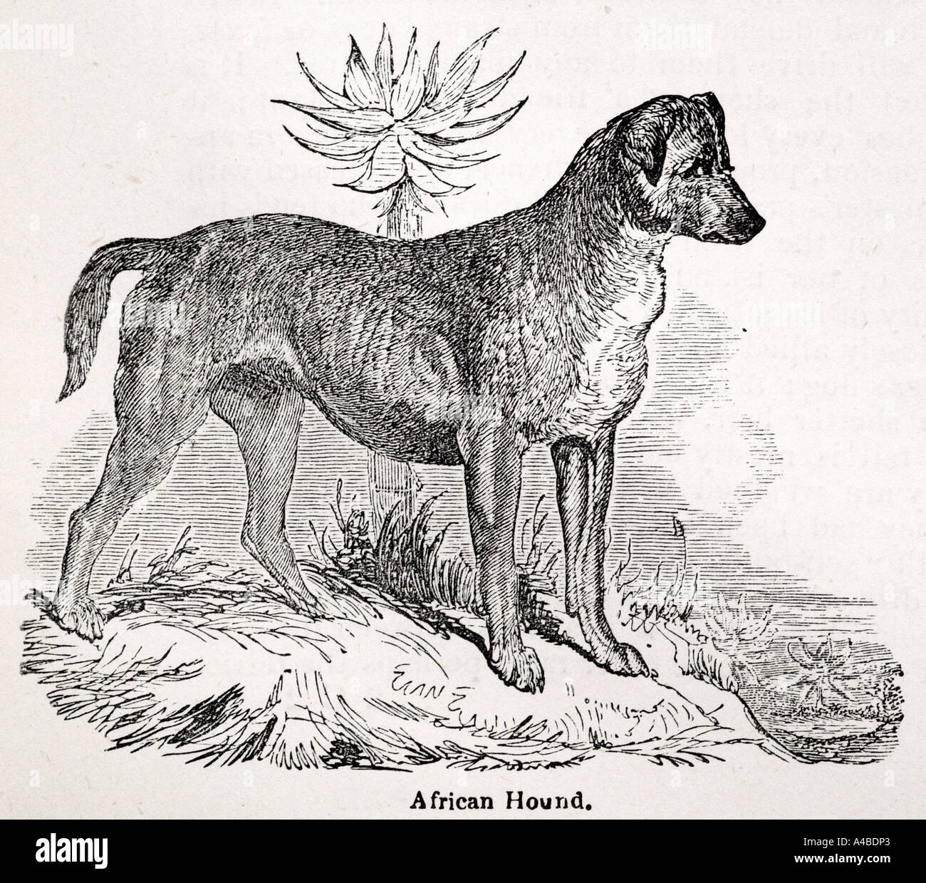 Hound cartoon hi-res stock photography and images - Alamy