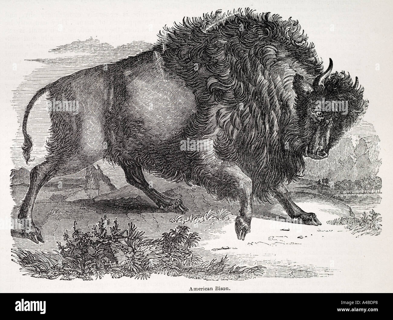 american bison mammal breed hoof horn wild breed Nature natural world ...