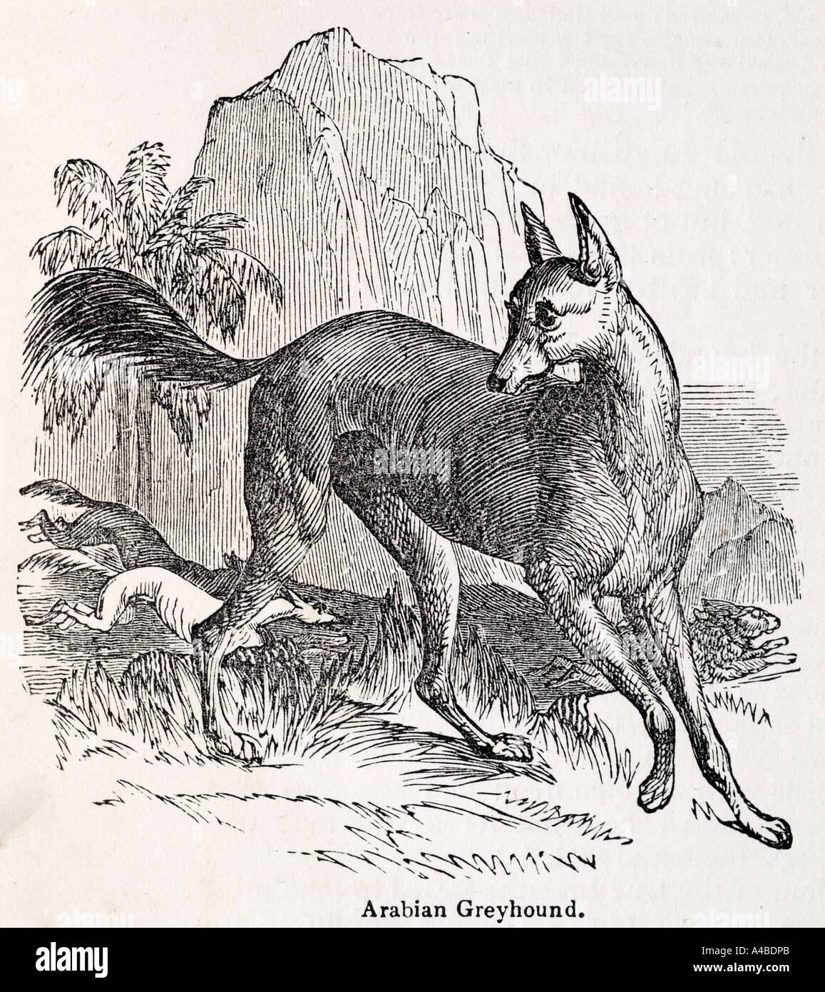 Greyhound dog cartoon illustration hi-res stock photography and images ...