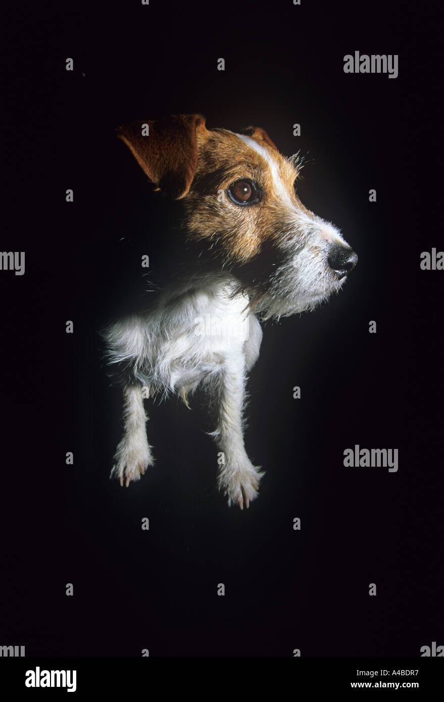 Jack Russell Terrier in the Dark Stock Photo - Alamy