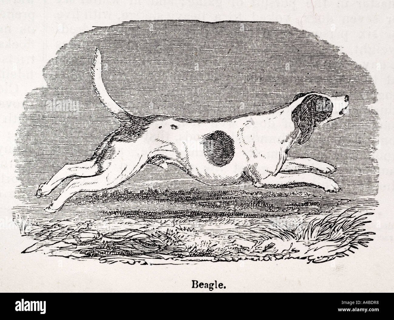 Beagle profile hi-res stock photography and images - Alamy