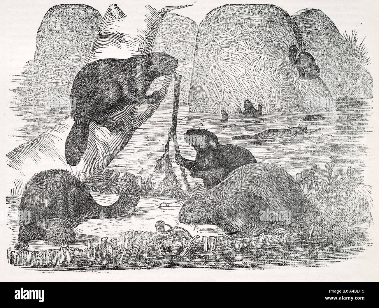 beaver rodent fur river dam Nature natural world animal outdoor side ...