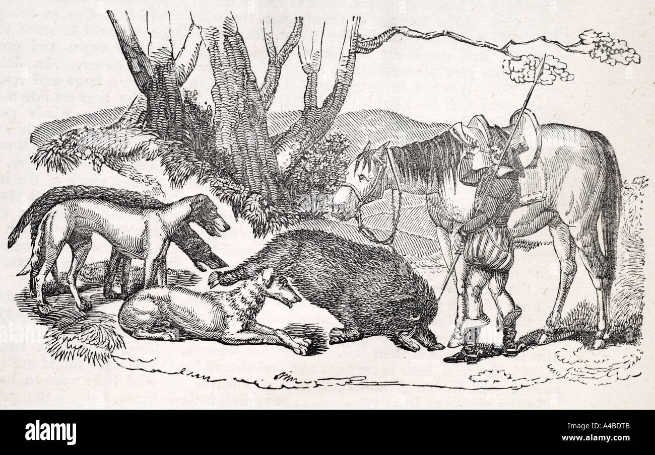The boar hunt hi-res stock photography and images - Alamy