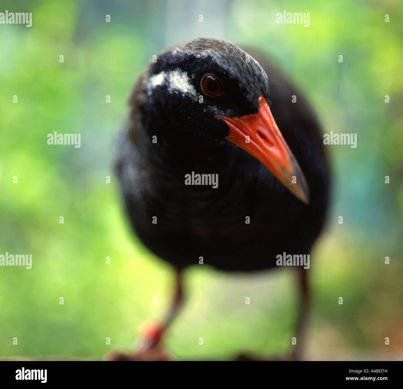 Okinawan Rail Yanbaru-Kuina Rallus okinawae an highly endangered species endemic to Okinawa ...