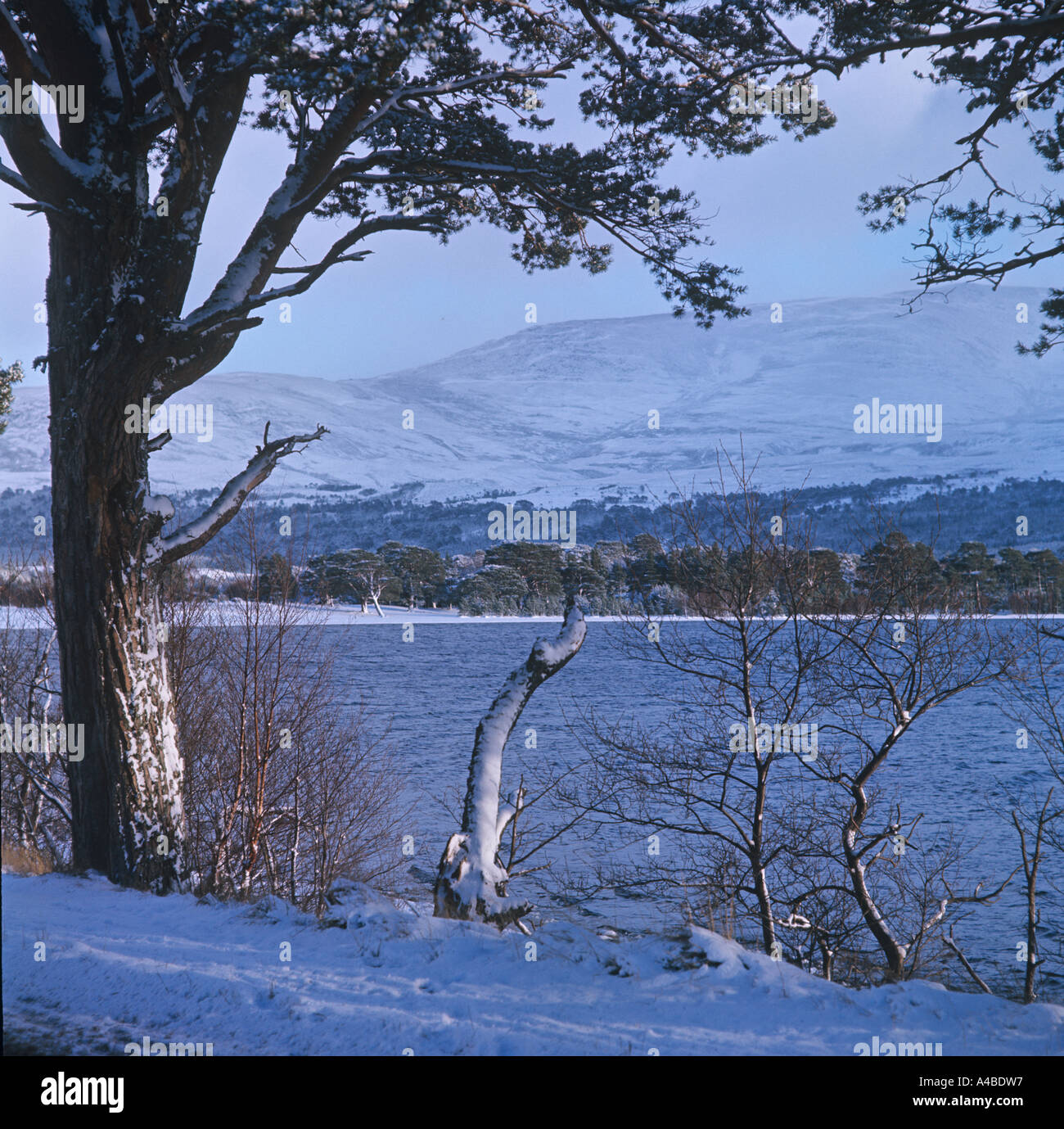 Loch Morlich & Cairngorm Mountains in Winter Stock Photo - Alamy