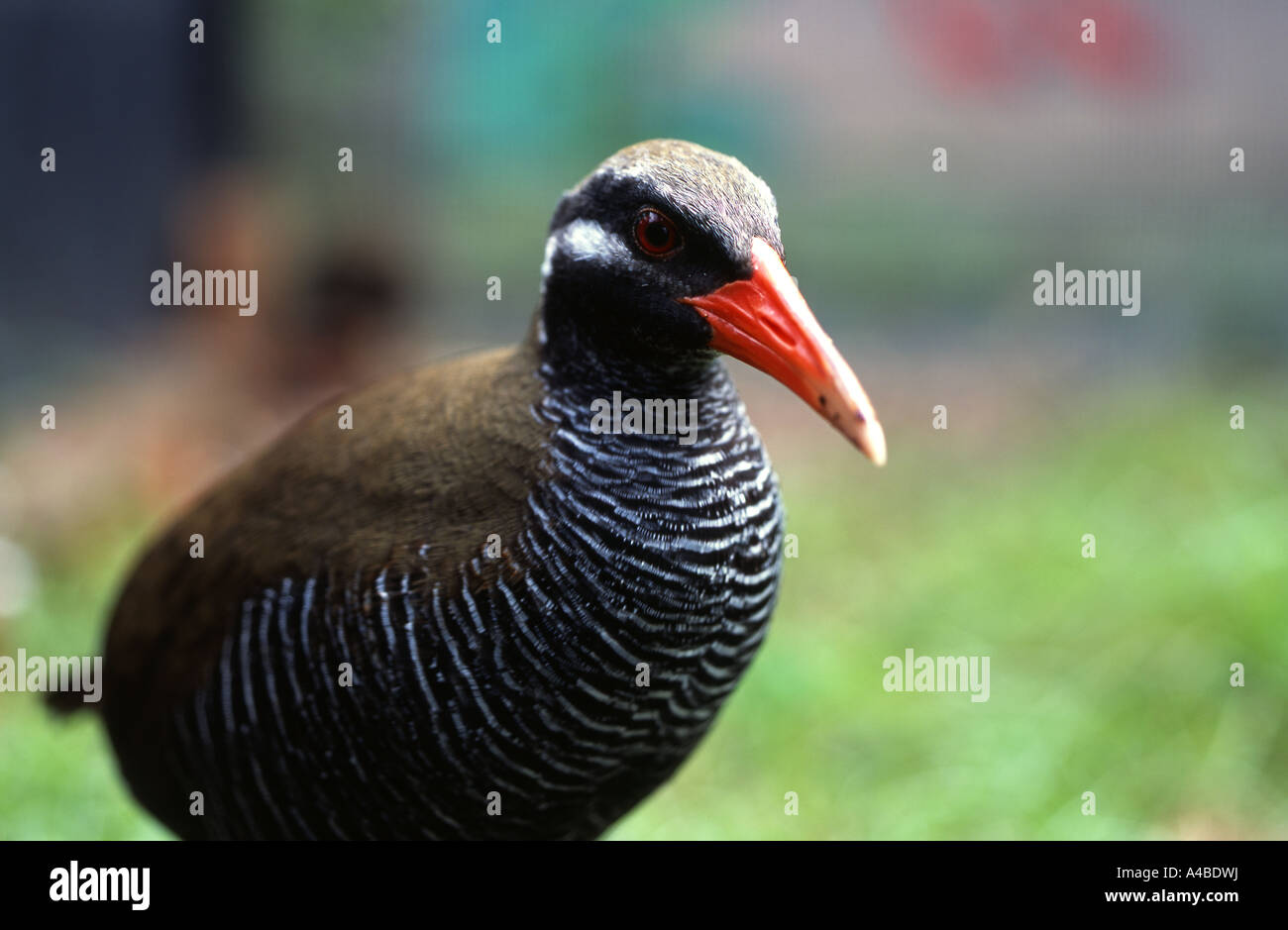 Rallus okinawae hi-res stock photography and images - Alamy