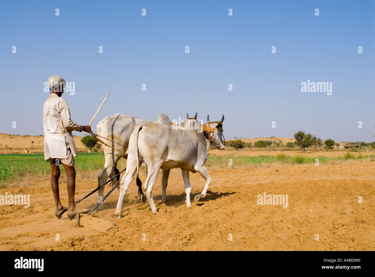 Stock image of Rajasthan farmer plowing field with oxen near Pushkar ...
