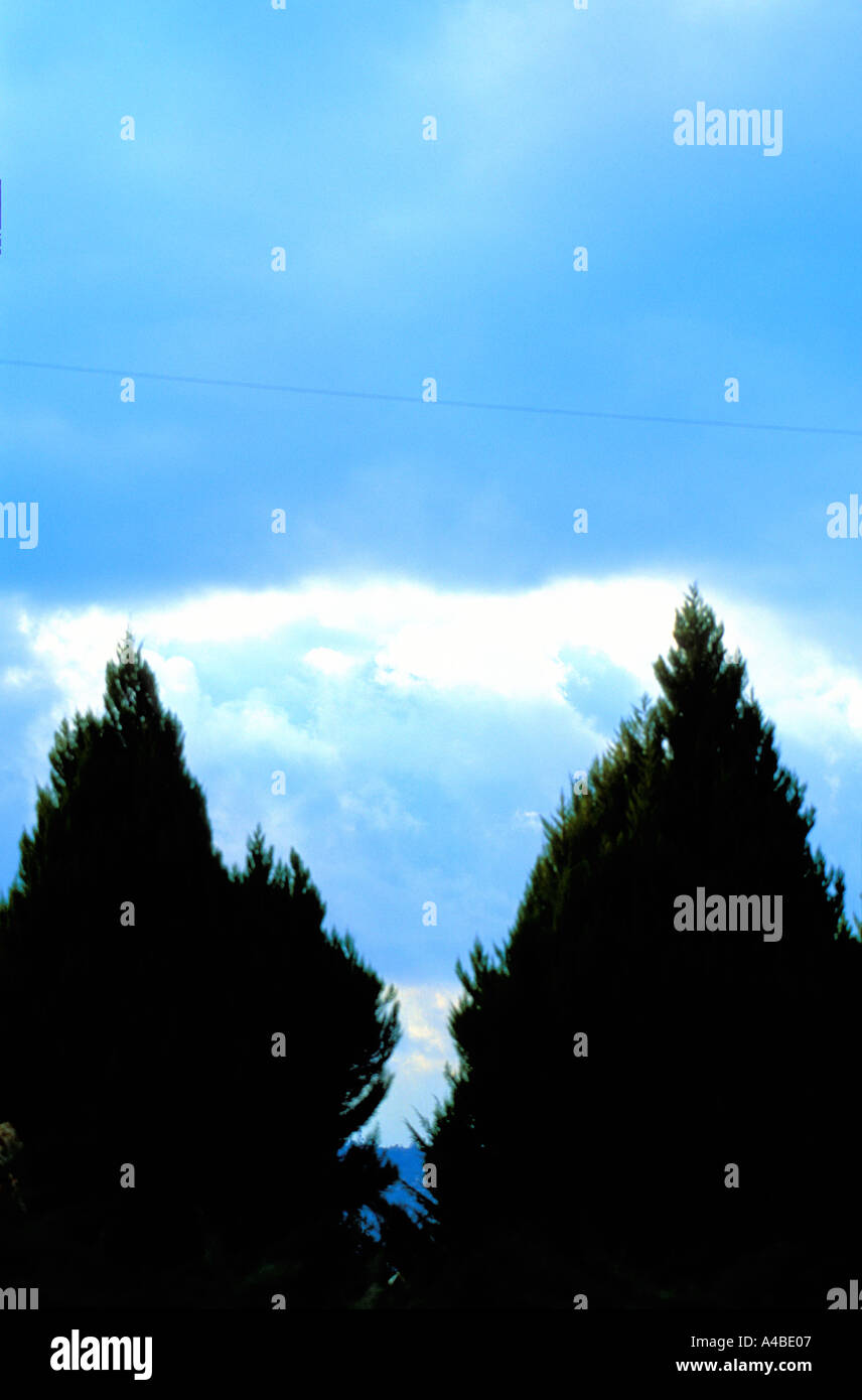 two tree pine cypress Stock Photo - Alamy