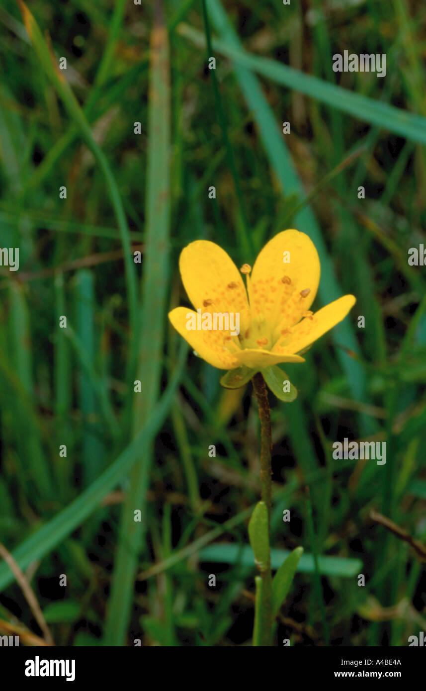 Saxifraga Hirculus Stock Photos & Saxifraga Hirculus Stock Images - Alamy