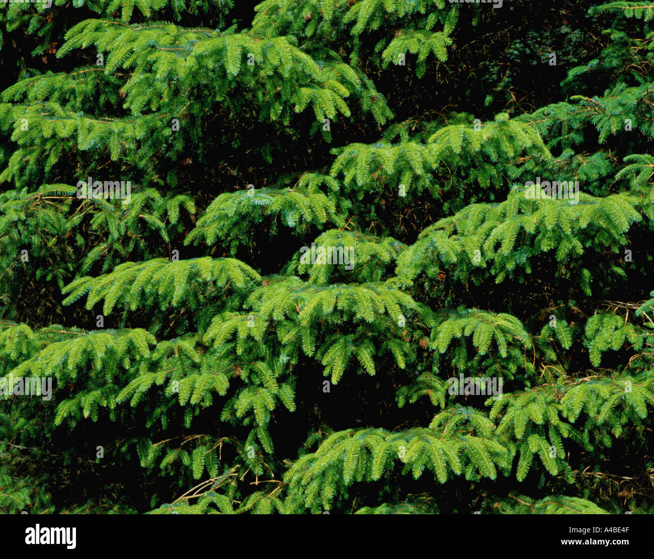 Kidland forest hi-res stock photography and images - Alamy
