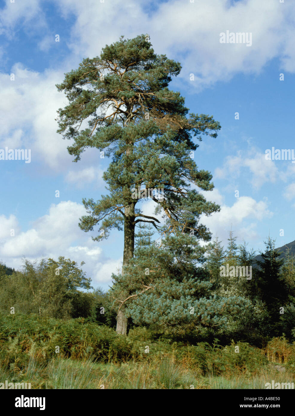 Majestic scots pine tree hi-res stock photography and images - Alamy