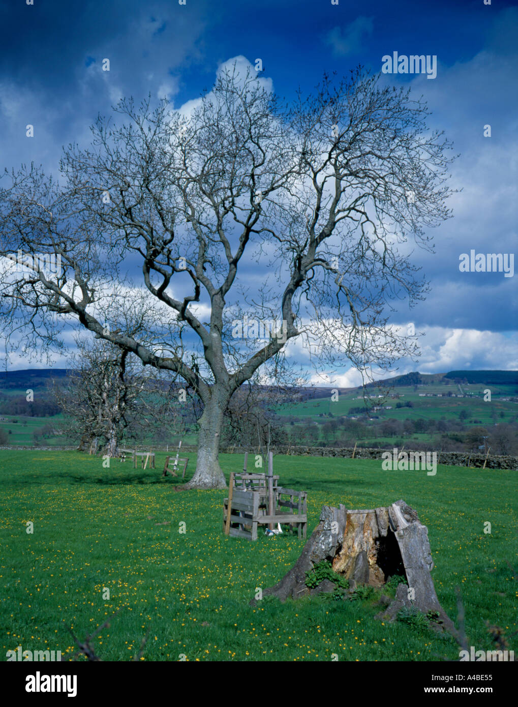 Mature ash tree (Fraxinus excelsior), newly planted one and dead stump ...