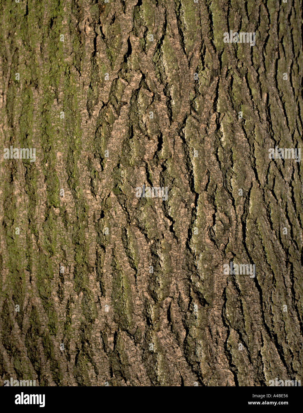 Bark of an ash tree (Fraxinus excelsior Stock Photo - Alamy
