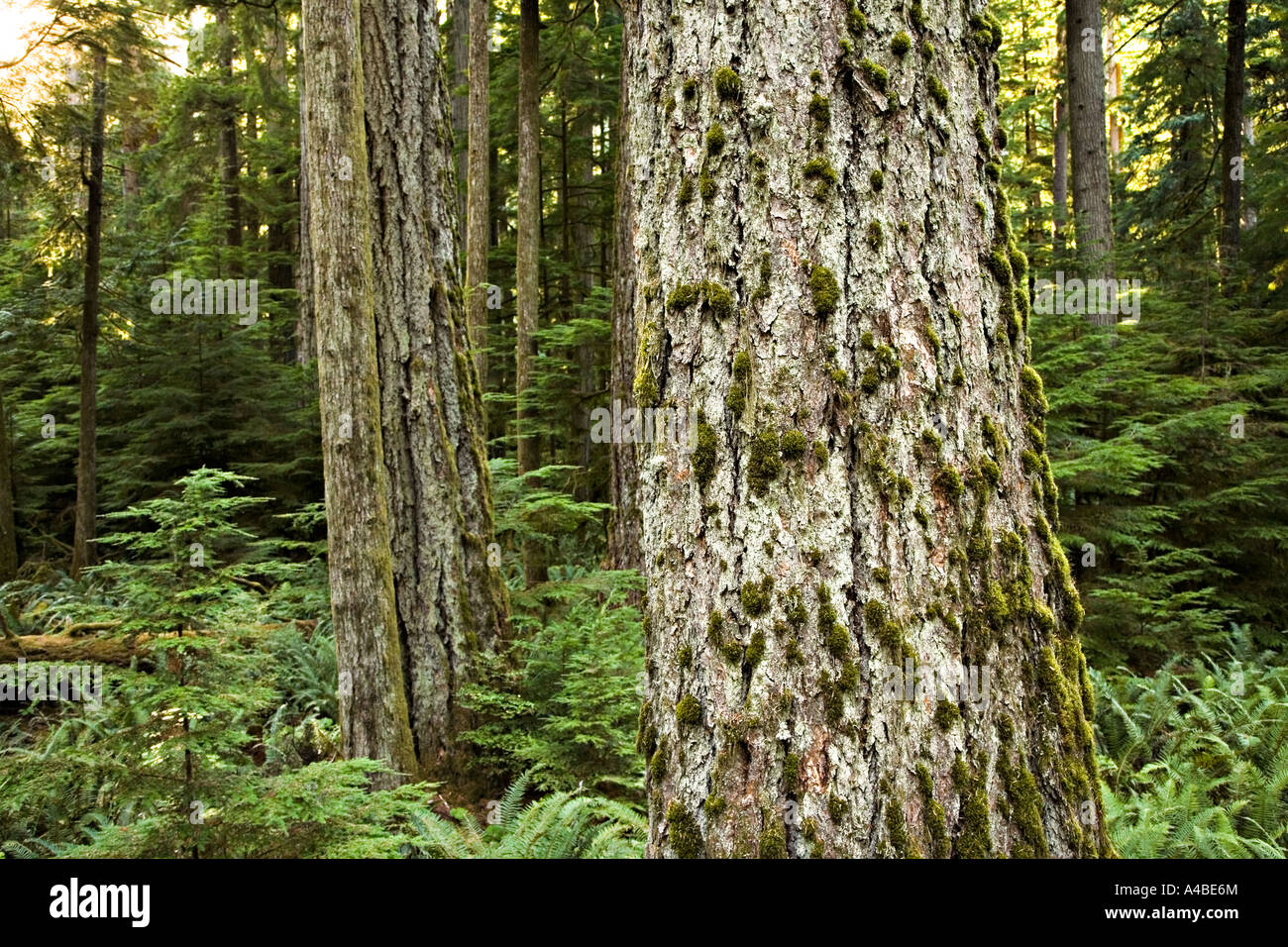 Moss and lichen growing on bark of tree indicating clean air Cathedral ...